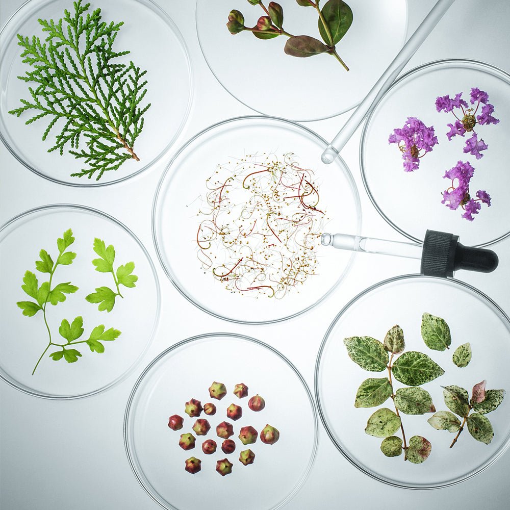 From Garden to Bottle: The Journey of Extracting Natural Perfume ...